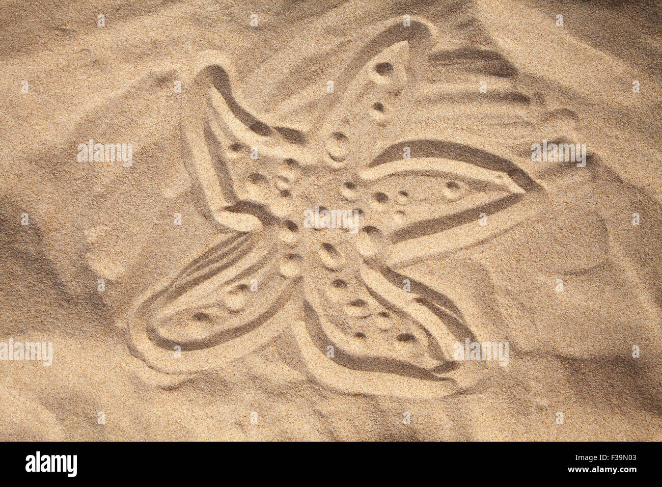 Starfish drawing hi-res stock photography and images - Alamy