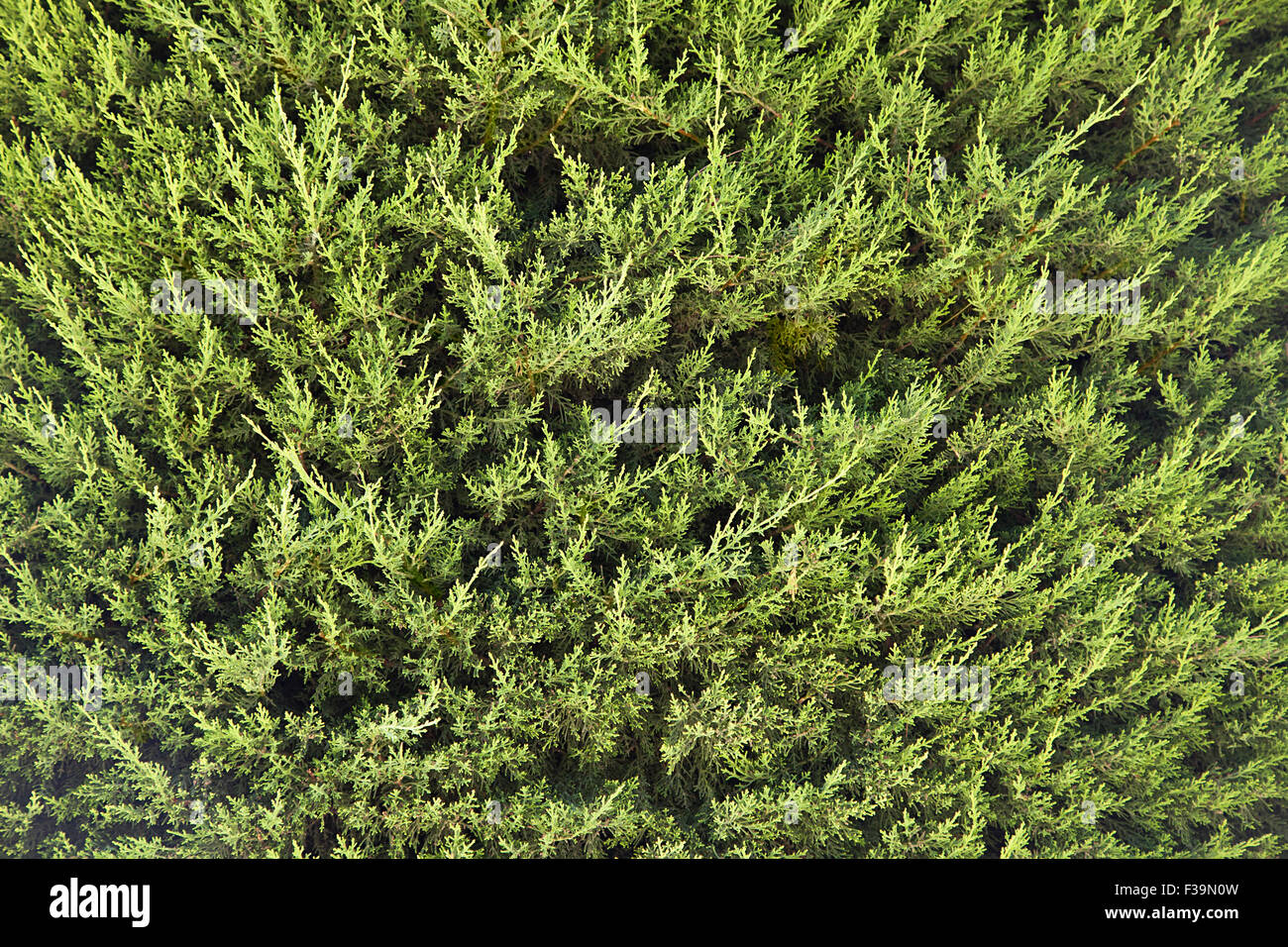 Close-up of green conifer branches in summer Stock Photo - Alamy