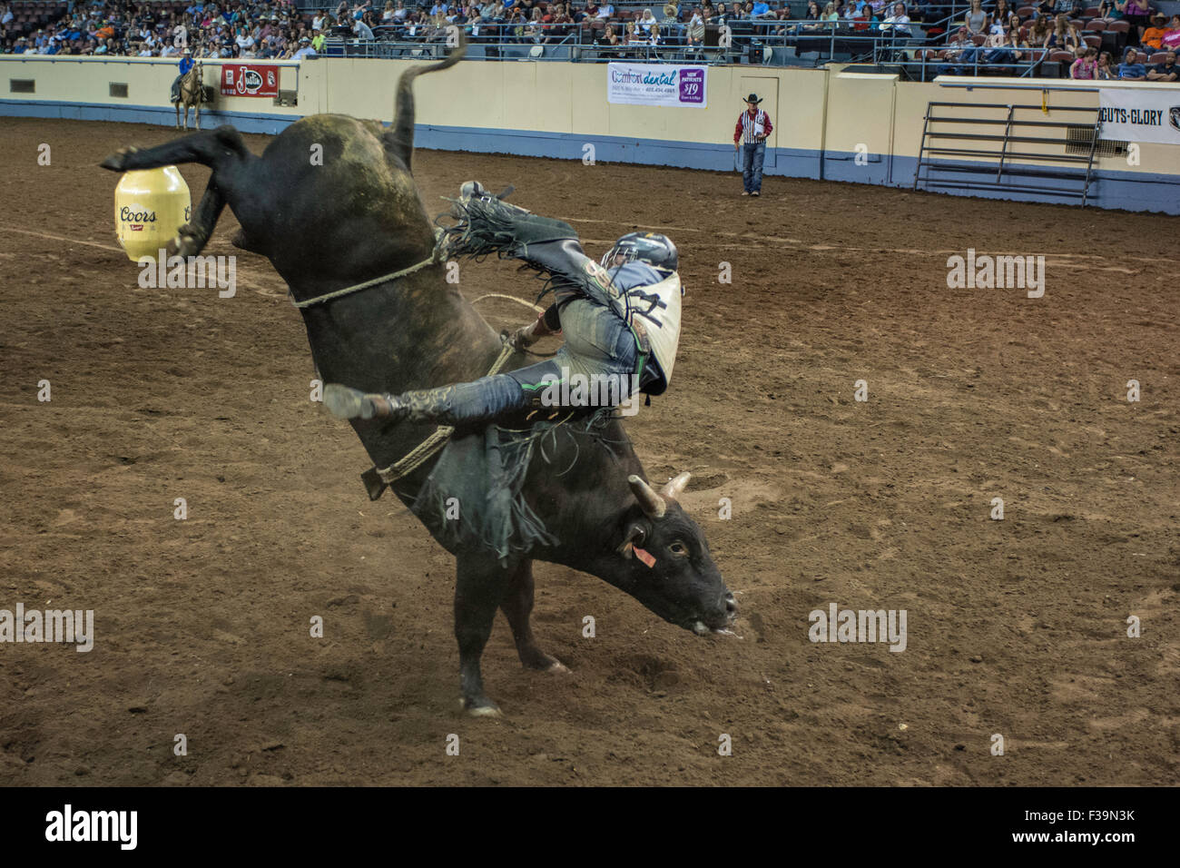 Cowboy riding bucking bull during rodeo in Oklahoma City, Oklahoma, USA ...