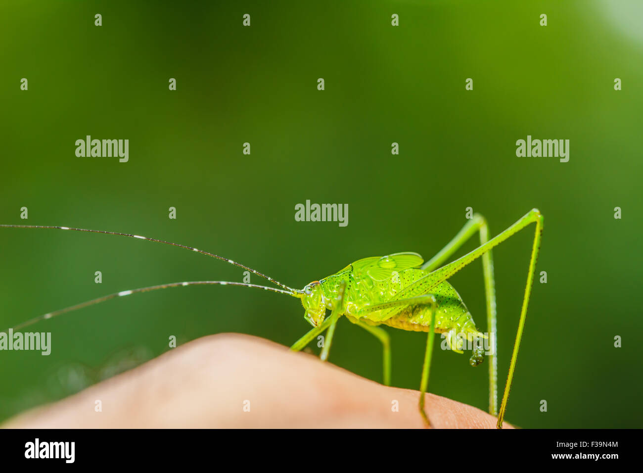Strange fly hi-res stock photography and images - Alamy