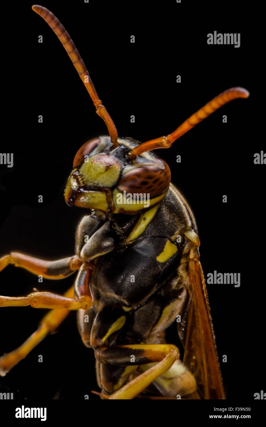 Insect wing microscope hi-res stock photography and images - Alamy