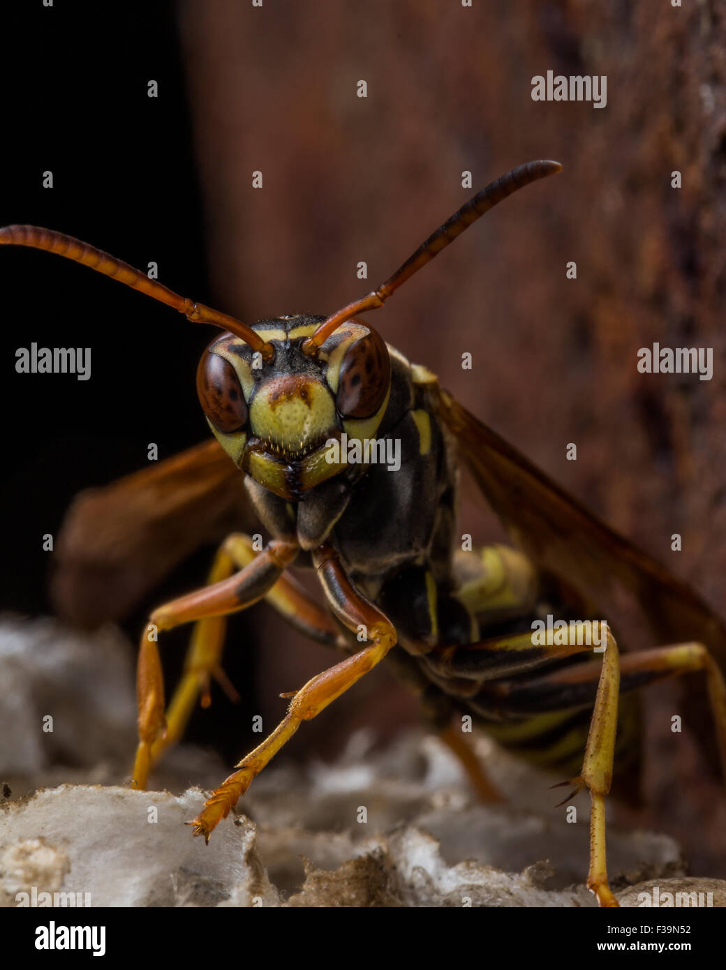 Paper wasp guards nest with rust in background Stock Photo - Alamy