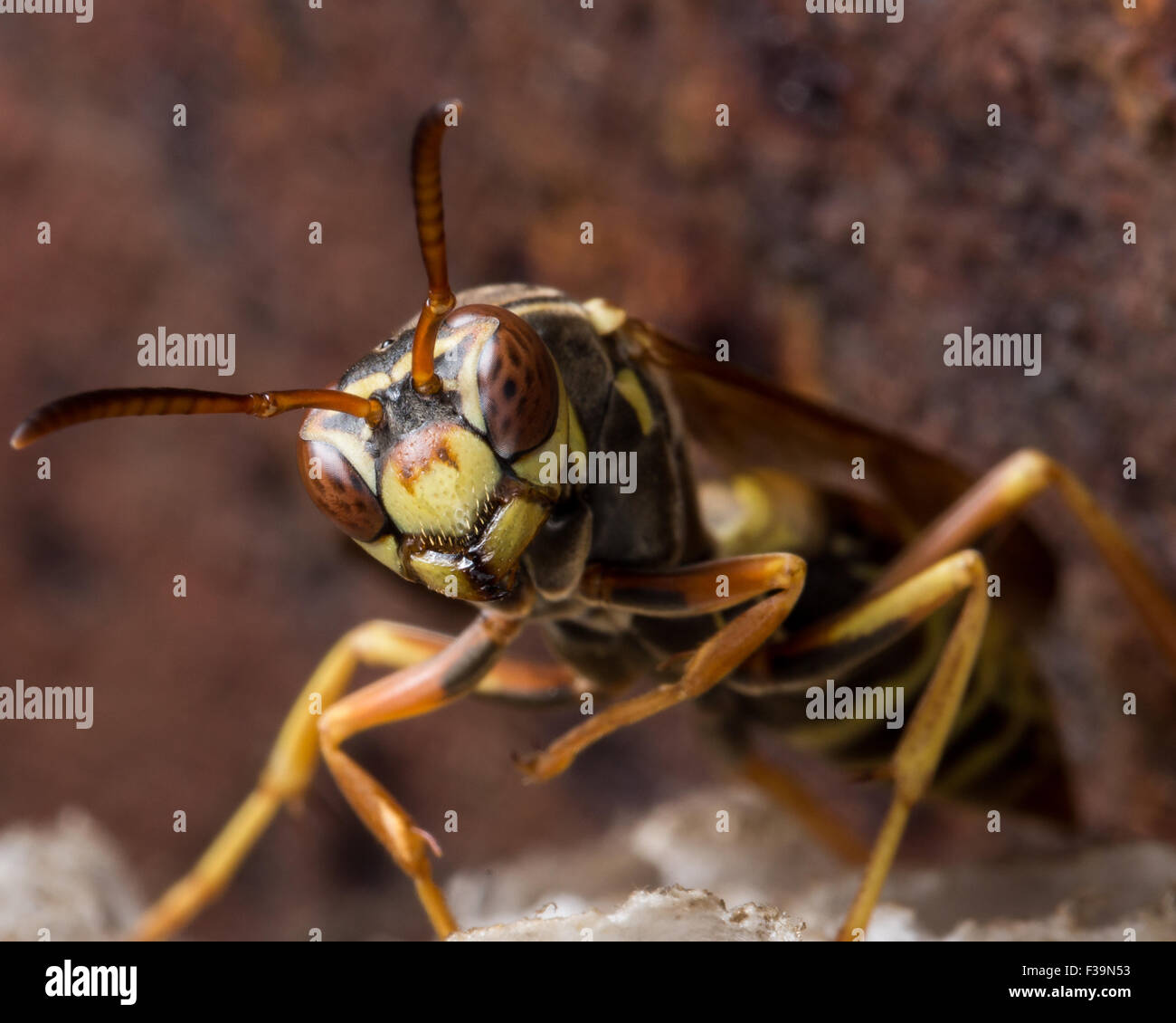 Paper wasp guards nest with rust in background Stock Photo - Alamy