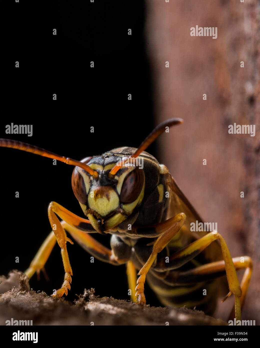Paper wasp guards nest with rust in background Stock Photo - Alamy
