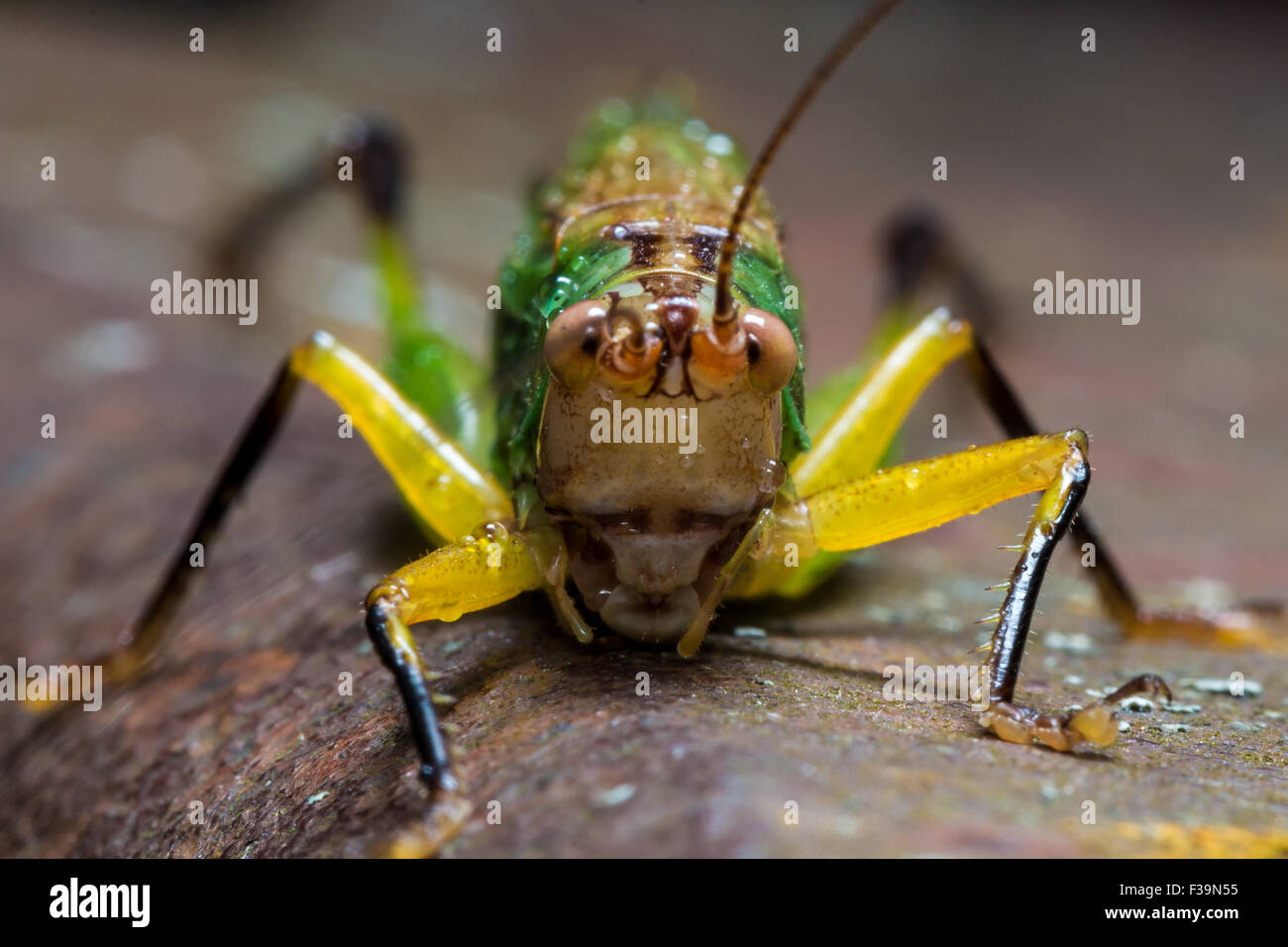 Rusty hopper hi-res stock photography and images - Alamy