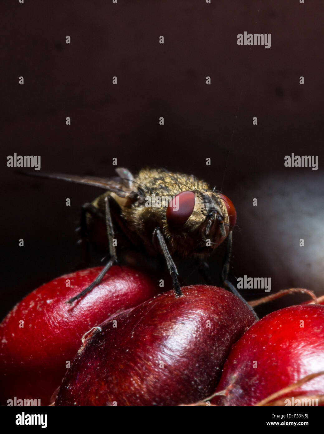 Fly with Red eyes that match Red corn it is sitting on Stock Photo - Alamy