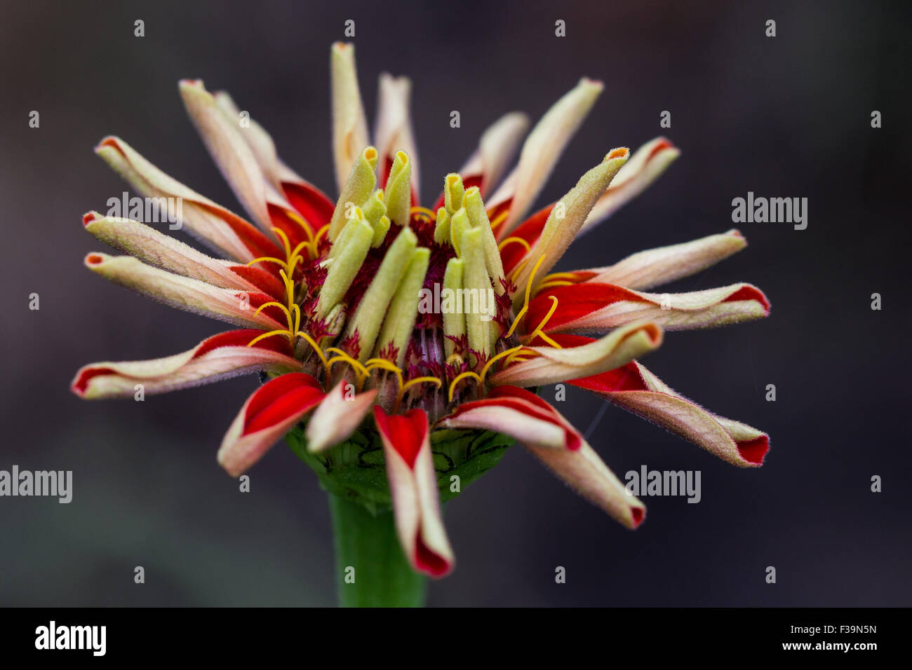 Curled up flower hi-res stock photography and images - Alamy