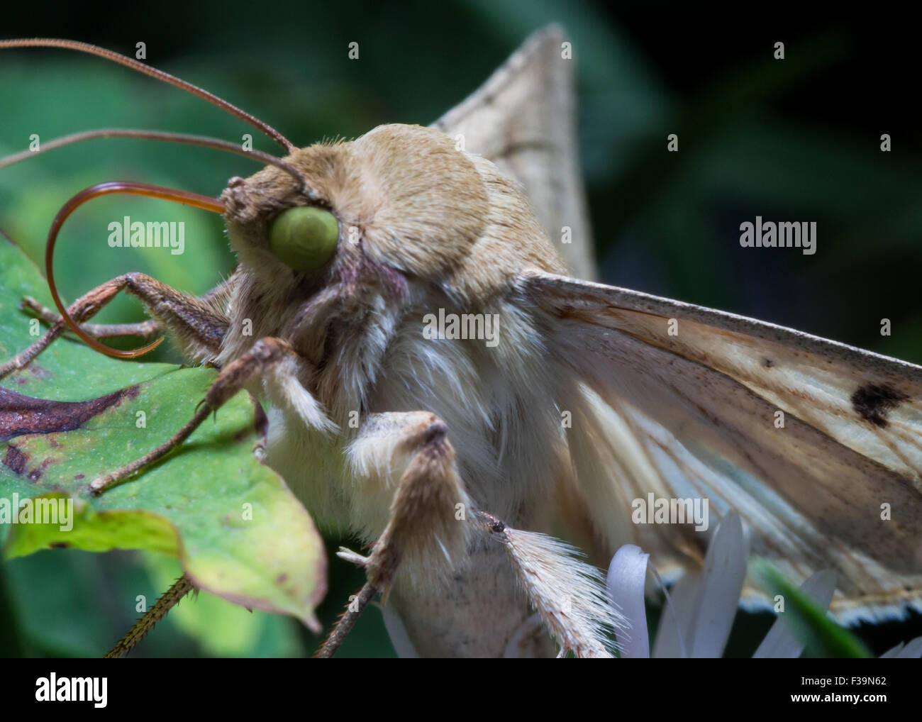 Moth wth bright green eyes on green leaf extends tongue Stock Photo - Alamy
