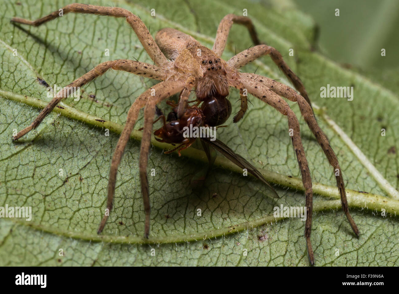 Wolf spider eating hi-res stock photography and images - Alamy