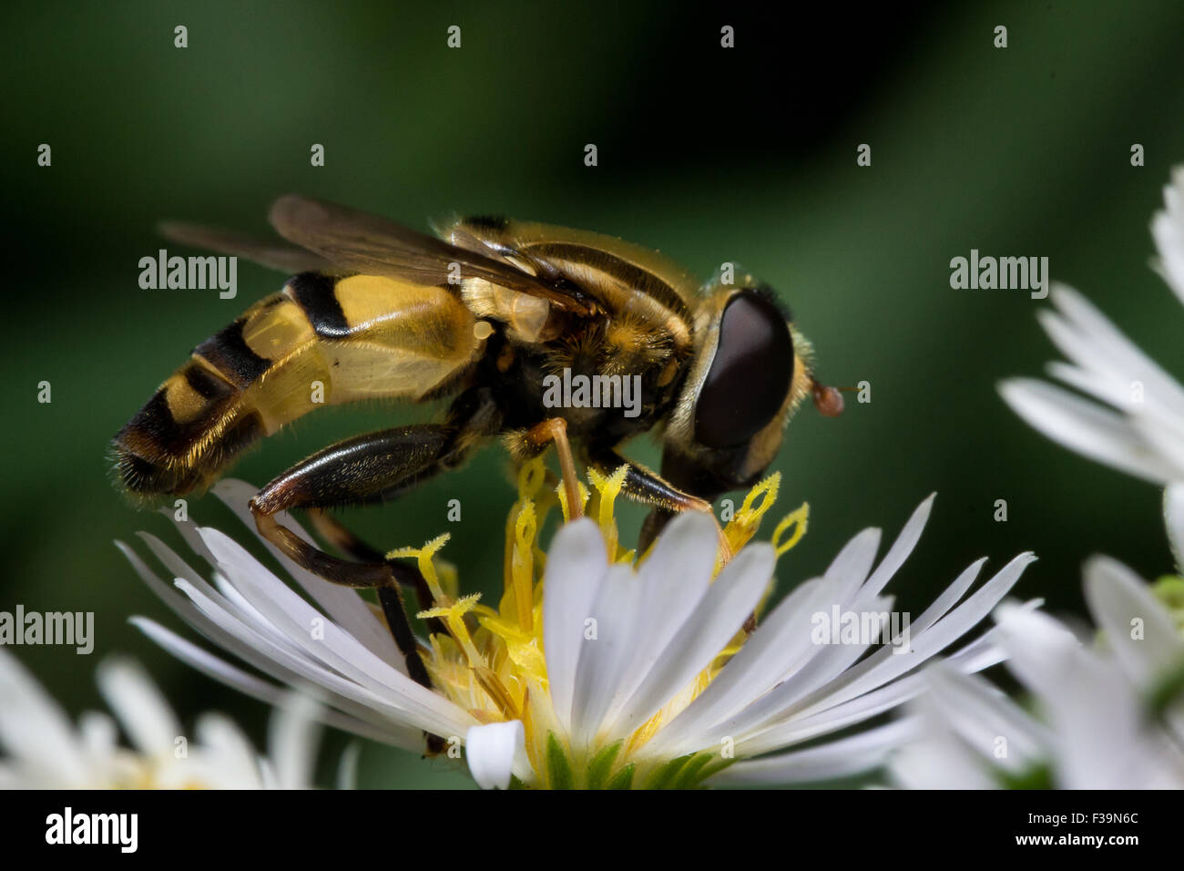Hoverfly with bee-like coloration extracts pollen from white aster ...