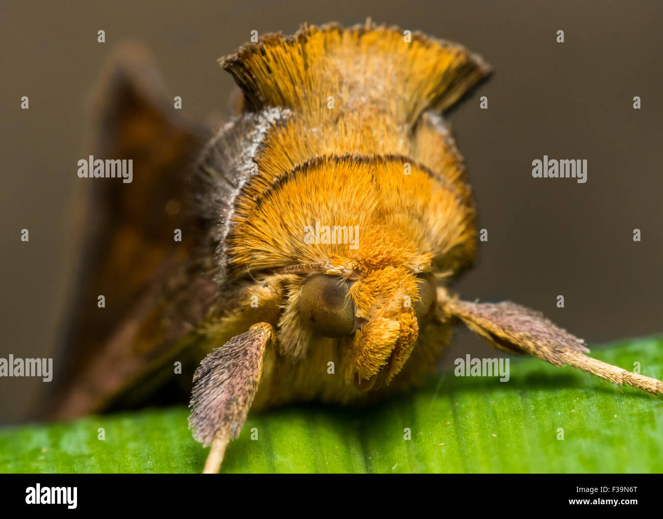 Spiky Fur High Resolution Stock Photography and Images - Alamy