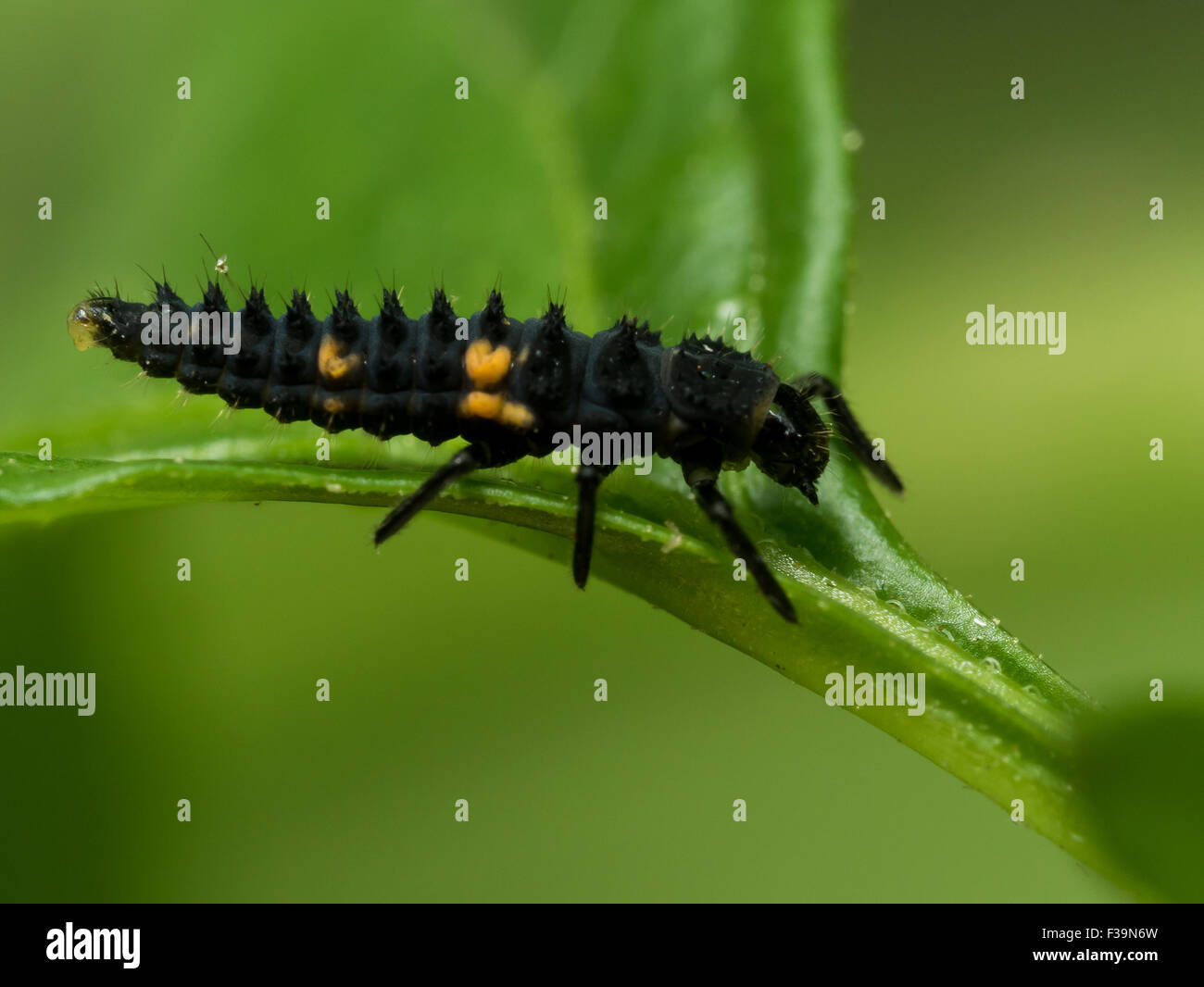 Black Ladybug Larvae