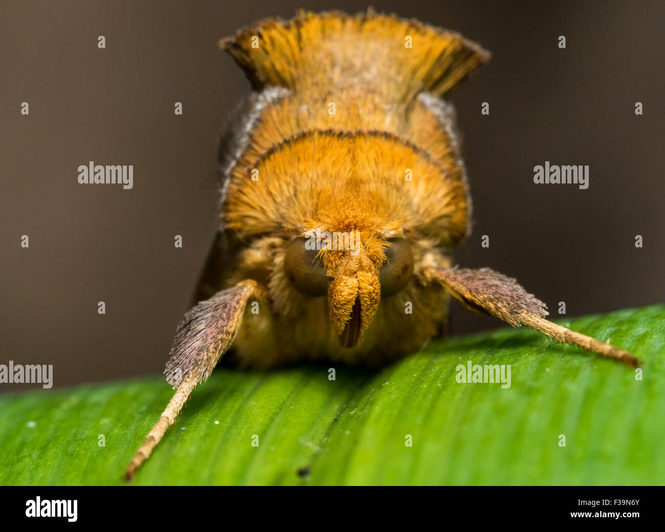Gold Moth with spiky fur on green grass Stock Photo - Alamy