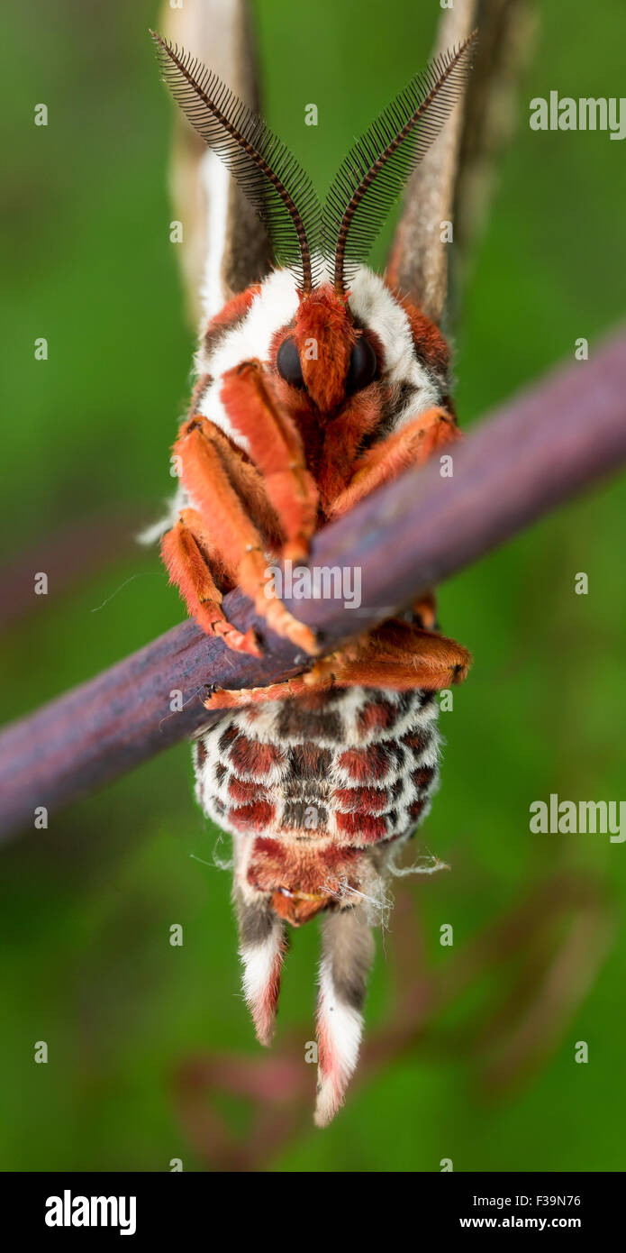 front view of orange, white and brown giant silk moth on purple branch ...