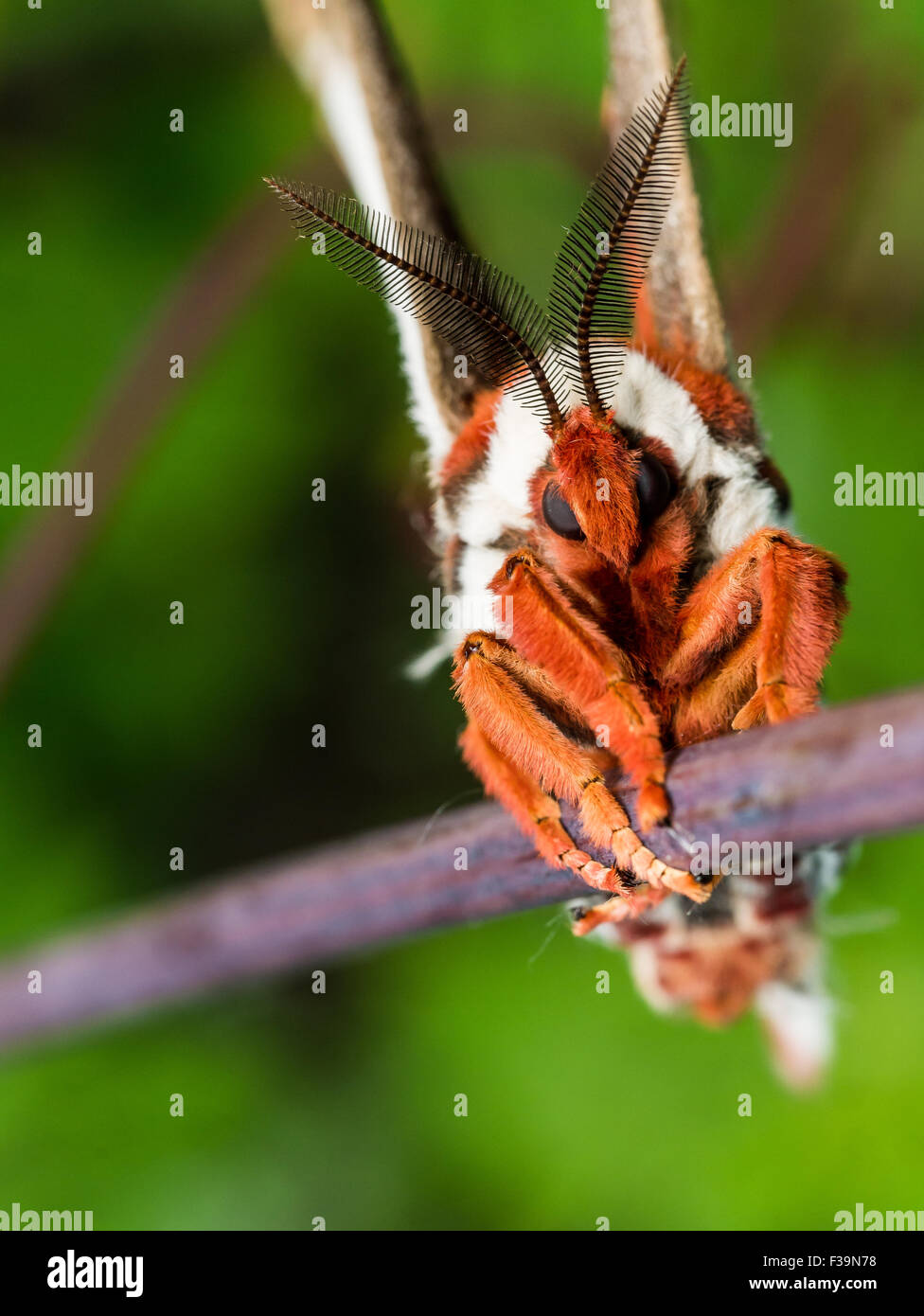 front view of orange, white and brown giant silk moth on purple branch ...