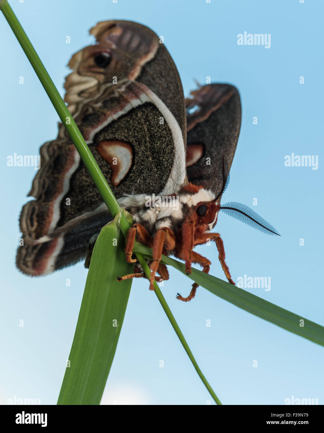 Profile view of orange, white and brown giant silk moth on green grass ...