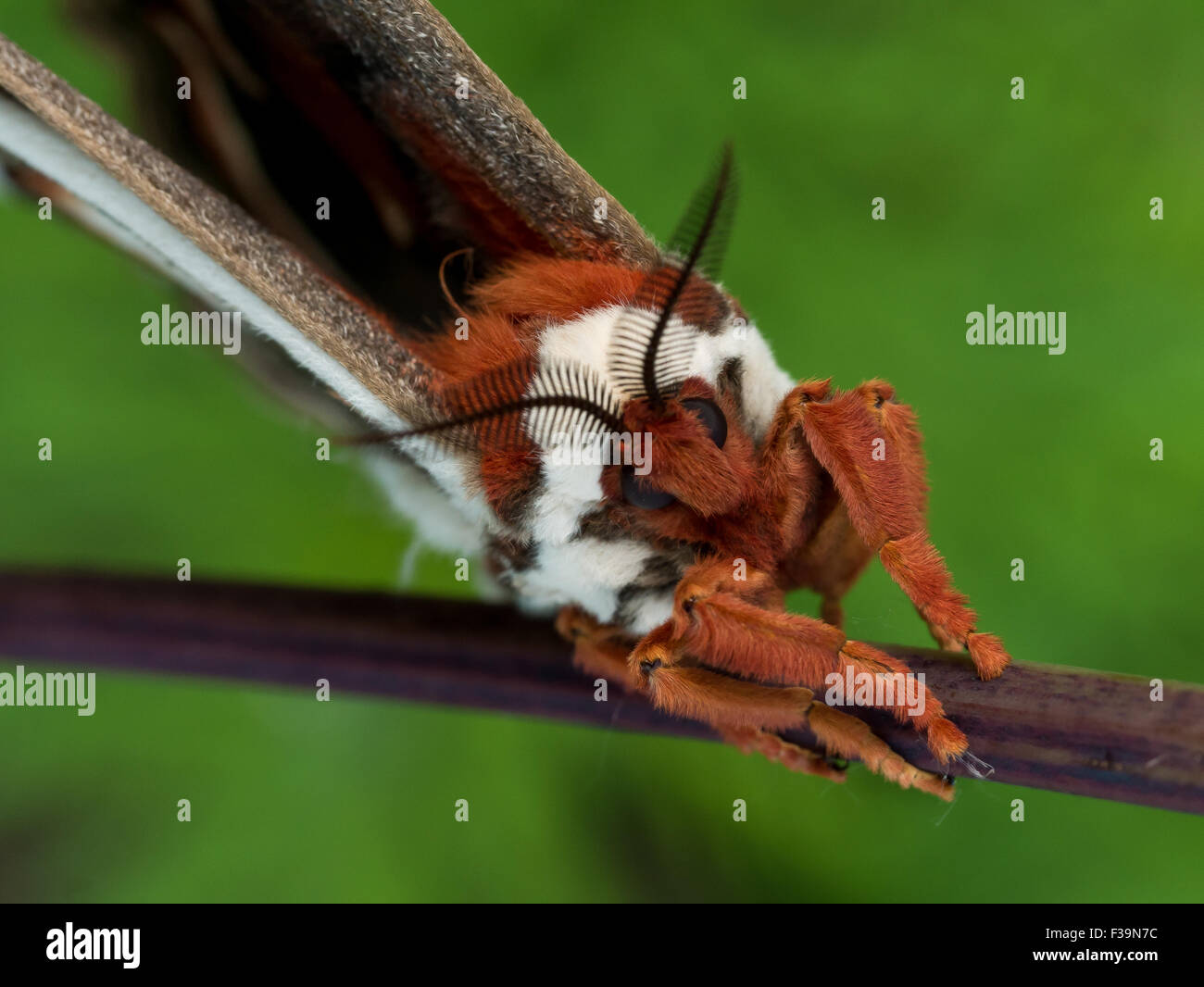 Injured butterfly wing hi-res stock photography and images - Alamy