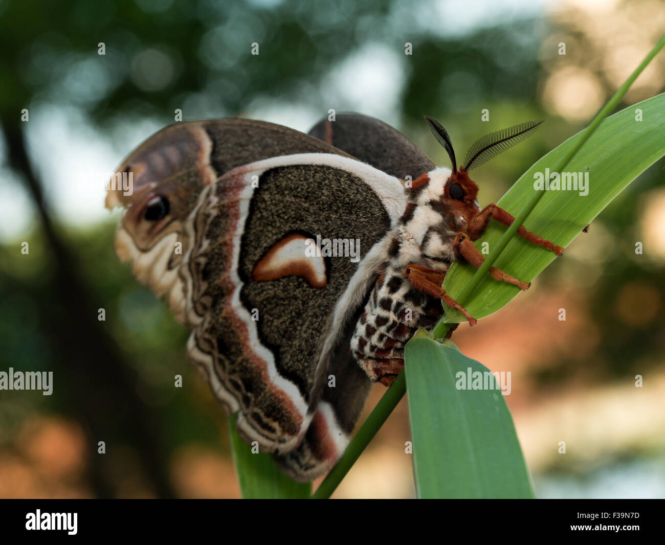 Profile view of orange, white and brown giant silk moth on green grass ...