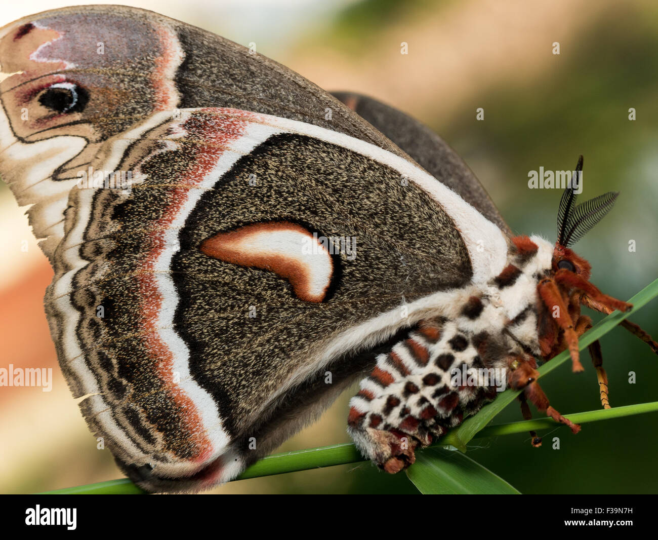 White Silk Moth