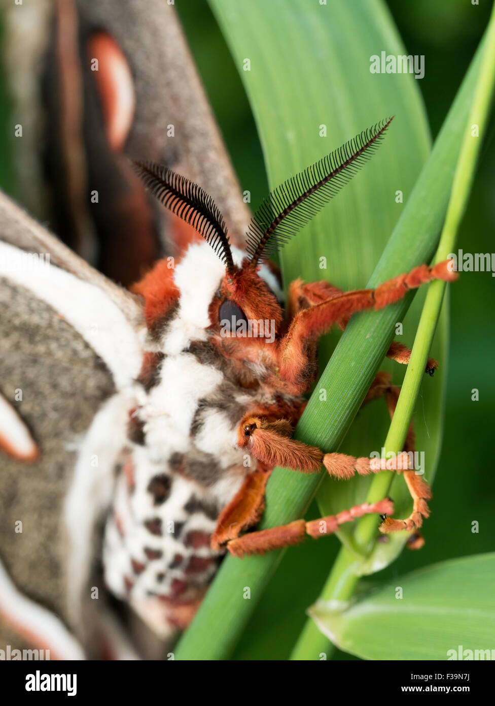 Moth Face Close Up High Resolution Stock Photography and Images - Alamy