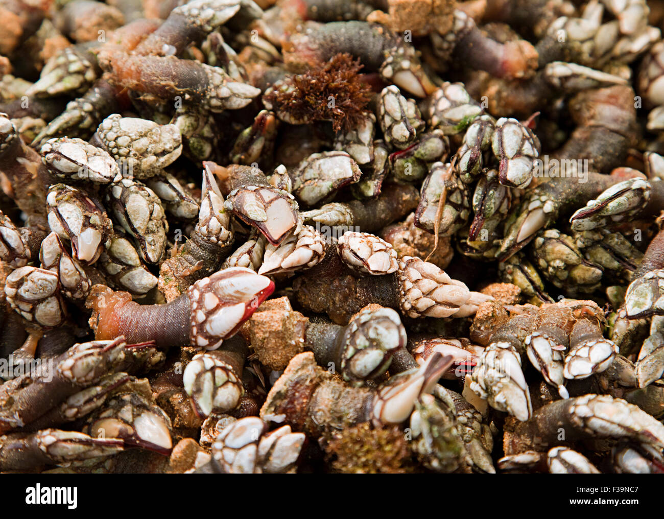 Fresh clam close-up in an open-air market Stock Photo - Alamy