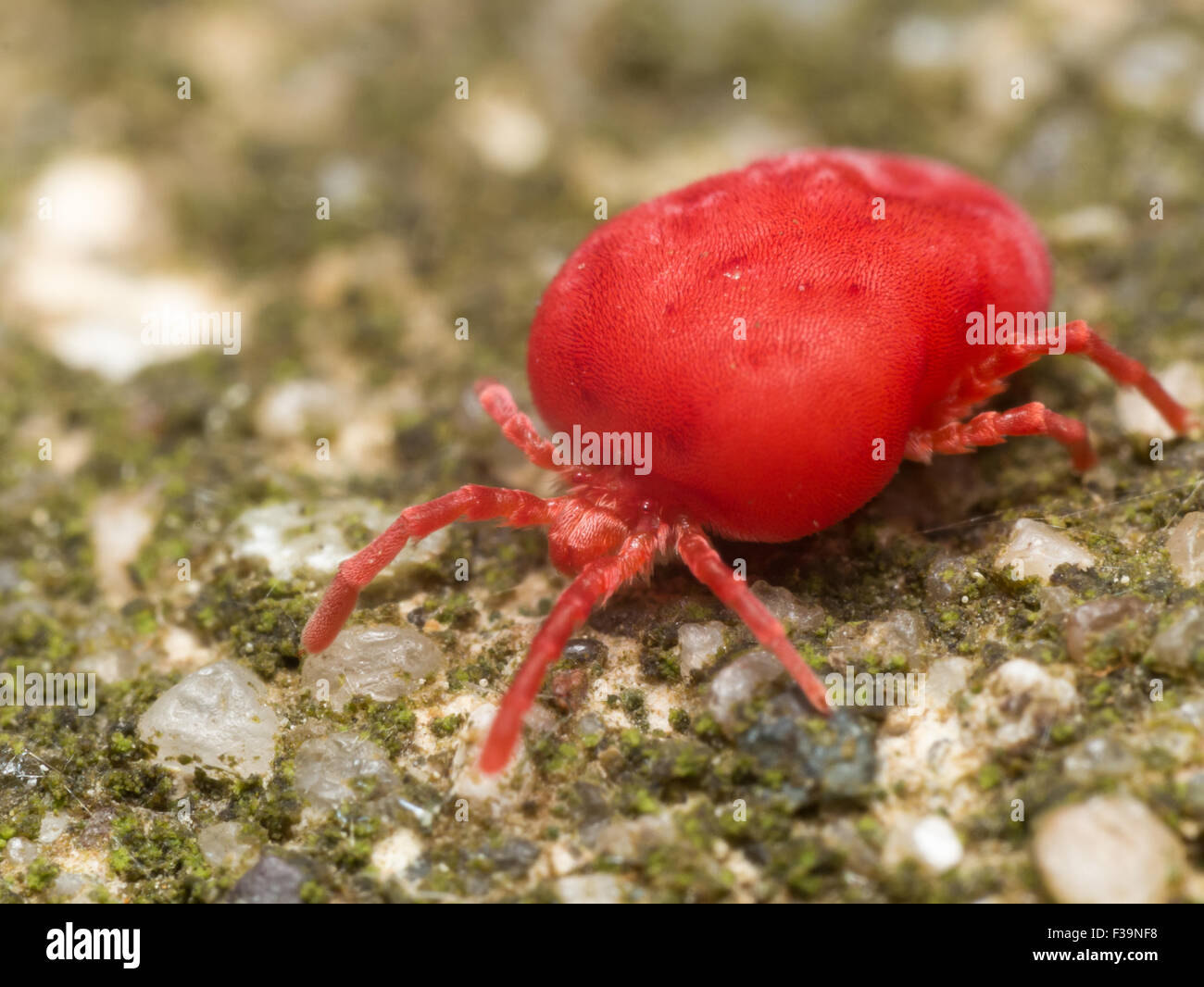 Red spider mite hi-res stock photography and images - Alamy