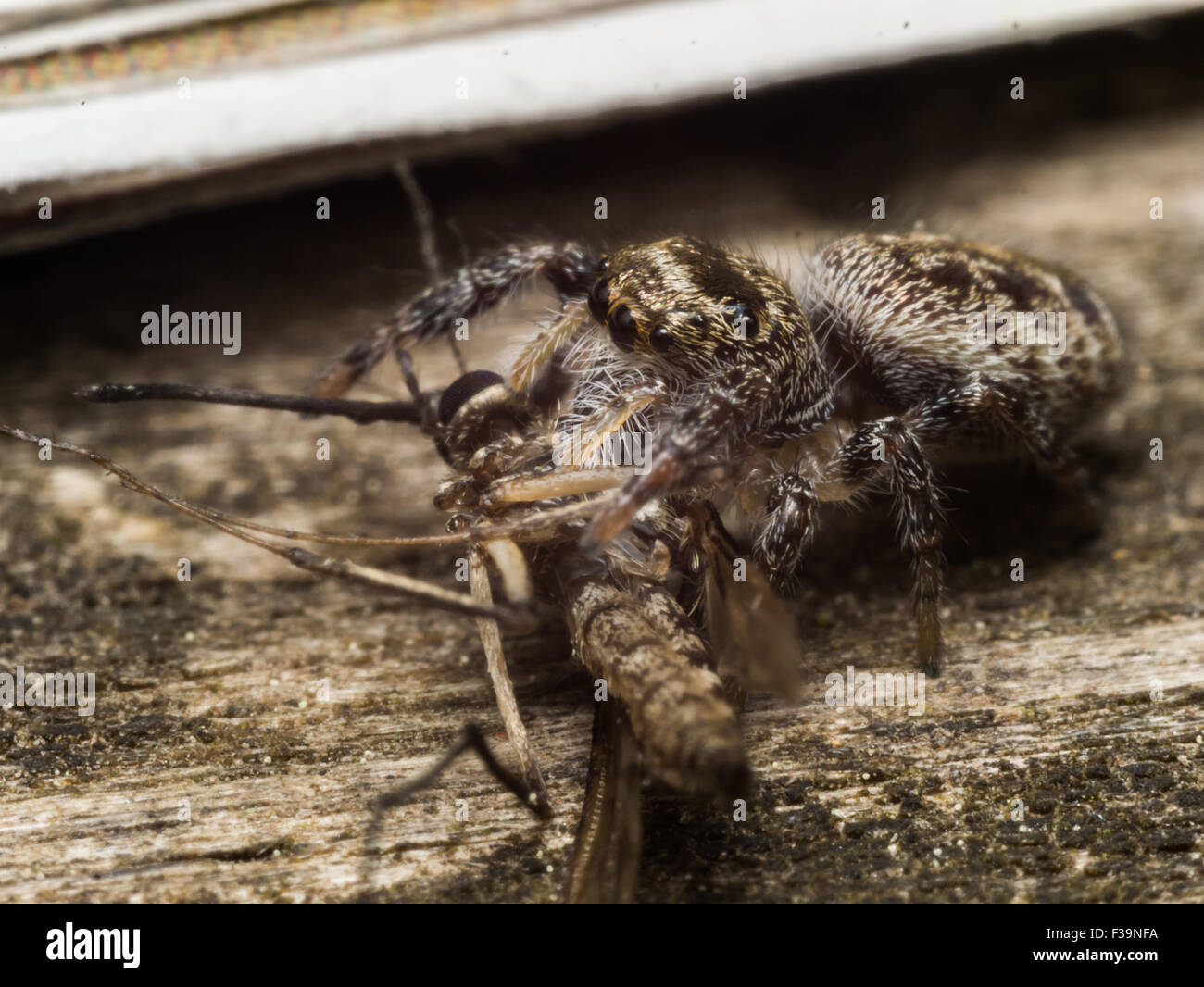 small brown jumping spider eats mosquito Stock Photo - Alamy