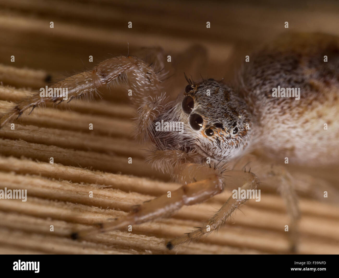 Black jumping spider shiny green hi-res stock photography and images ...