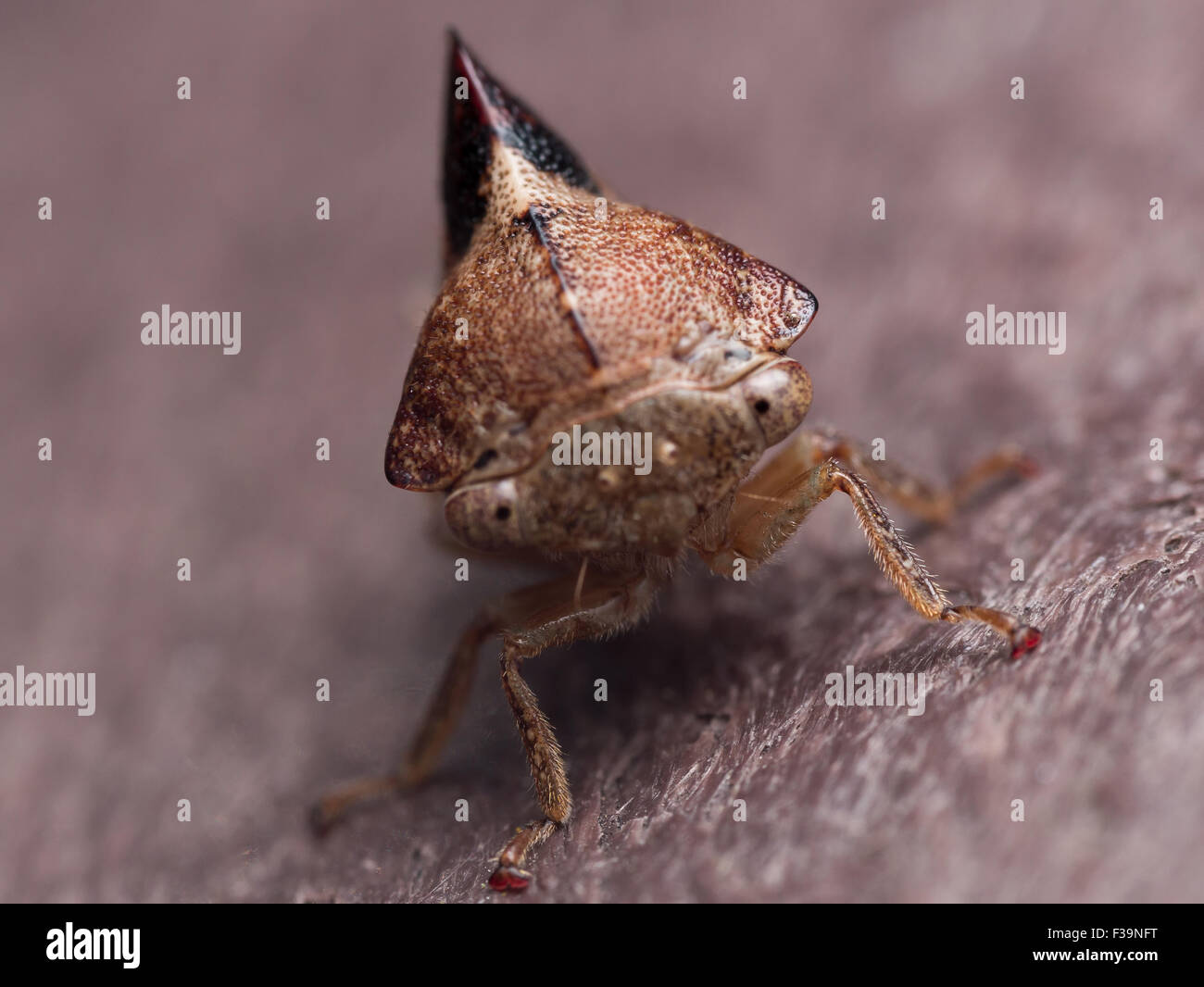 Tiny juvenile cicada with large black fin portrait Stock Photo - Alamy