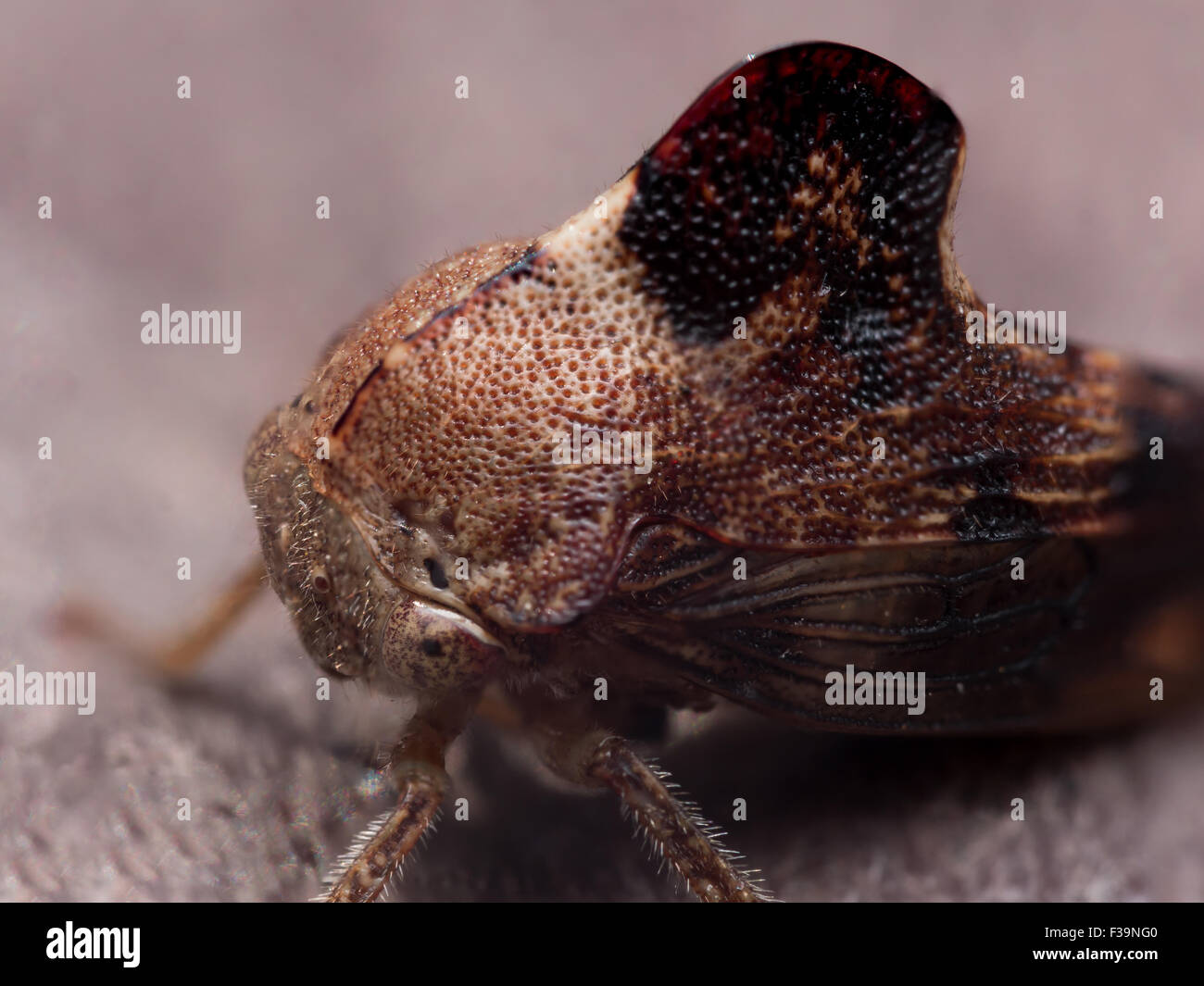 Tiny juvenile cicada with large black fin profile Stock Photo - Alamy