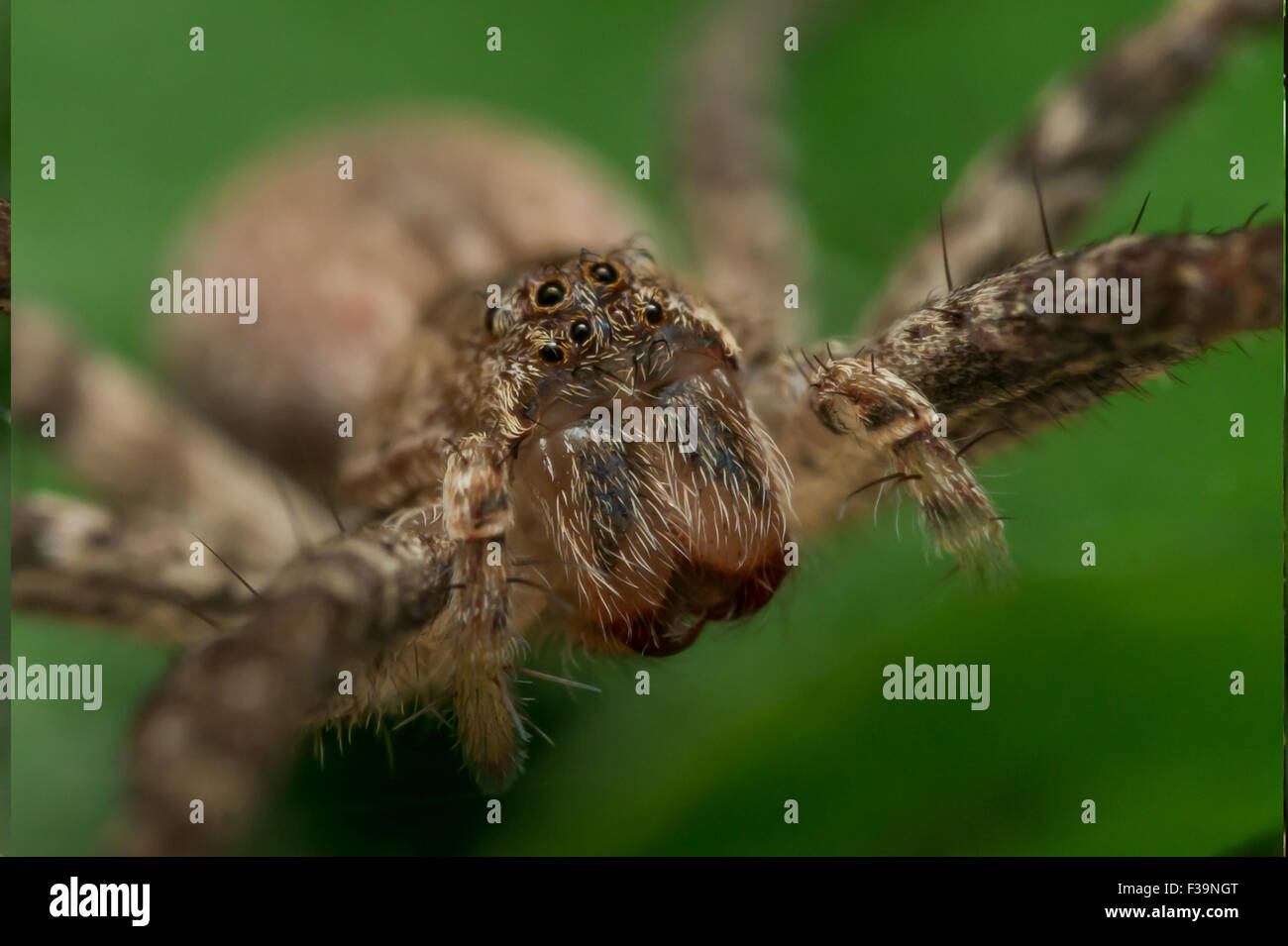 Spider face hi-res stock photography and images - Alamy