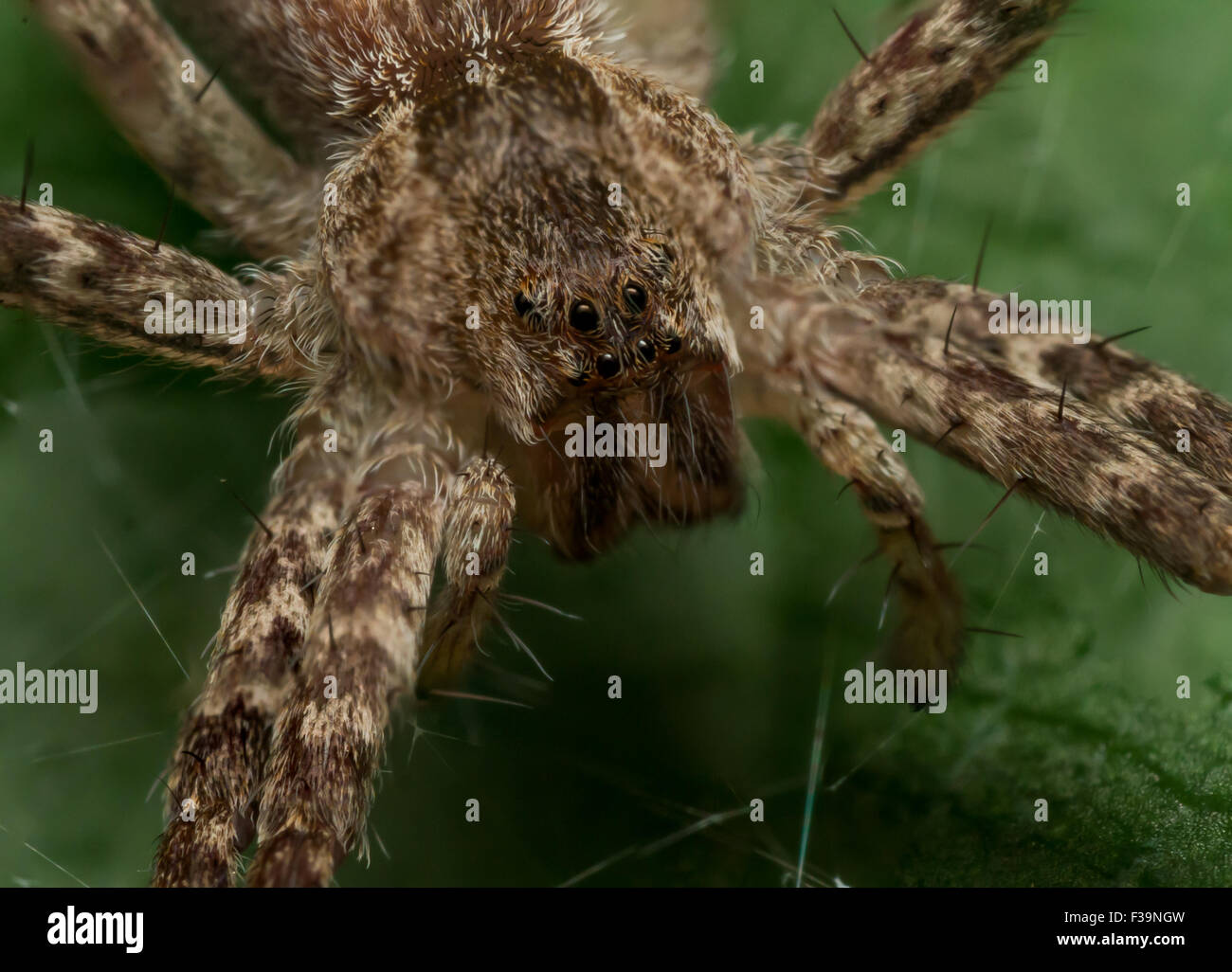 Spider face hi-res stock photography and images - Alamy