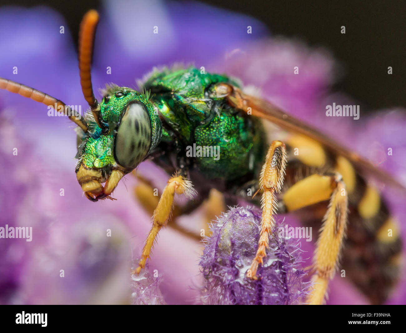Metallic Green Sweat Bee on Purple Flower Stock Photo - Alamy