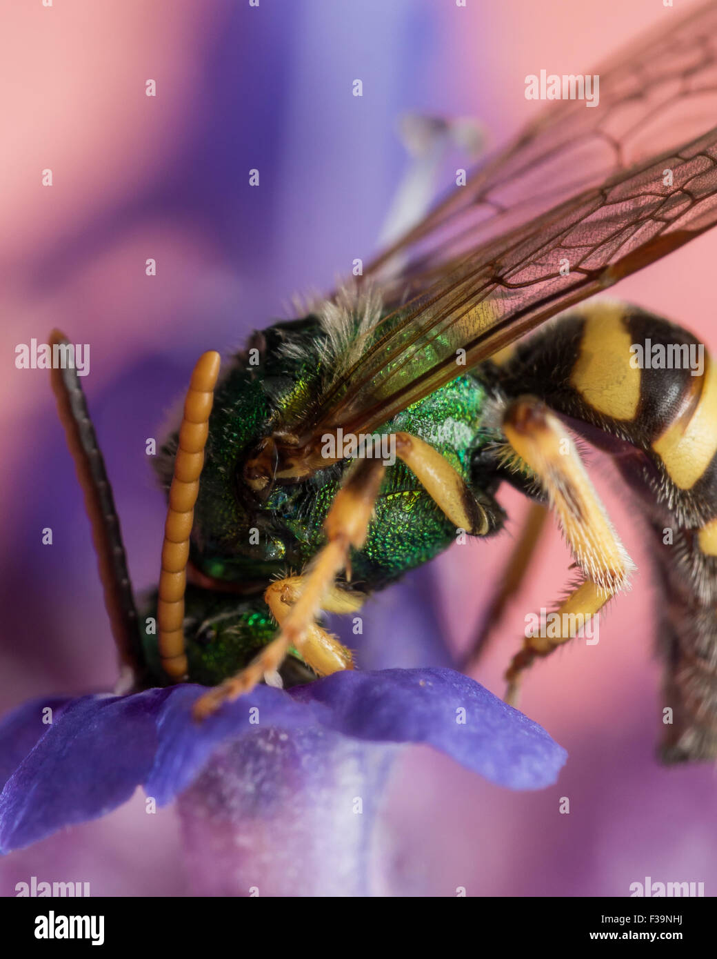 Metallic Green Sweat Bee on Purple Flower Stock Photo - Alamy