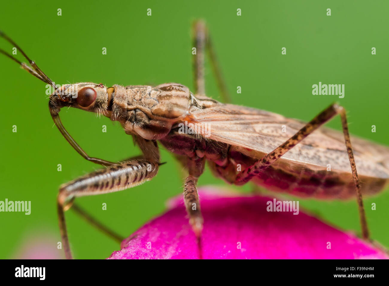 Profile view of spined assassin bug with red eyes on pink flower with ...