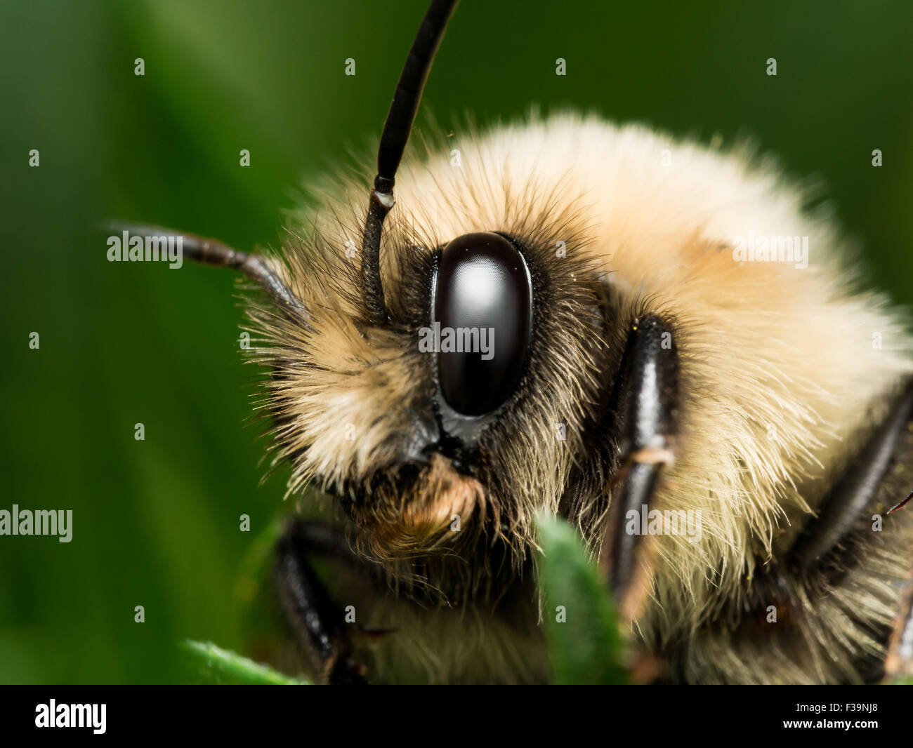 Closeup of bumblebee face hi-res stock photography and images - Alamy