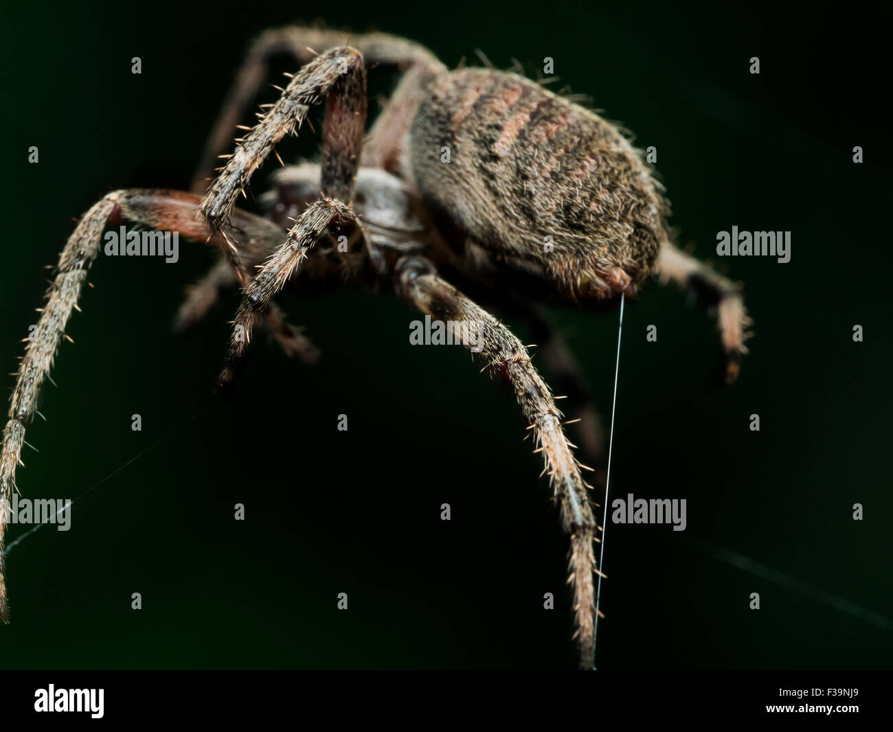 Orb Weaving spider lays out Web closeup with black background Stock ...