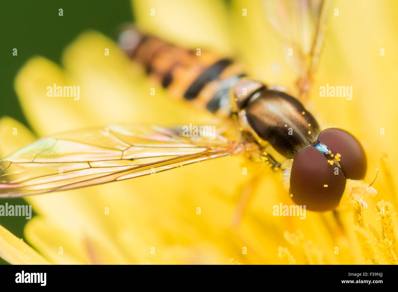 Yellow Fly With Red Eyes