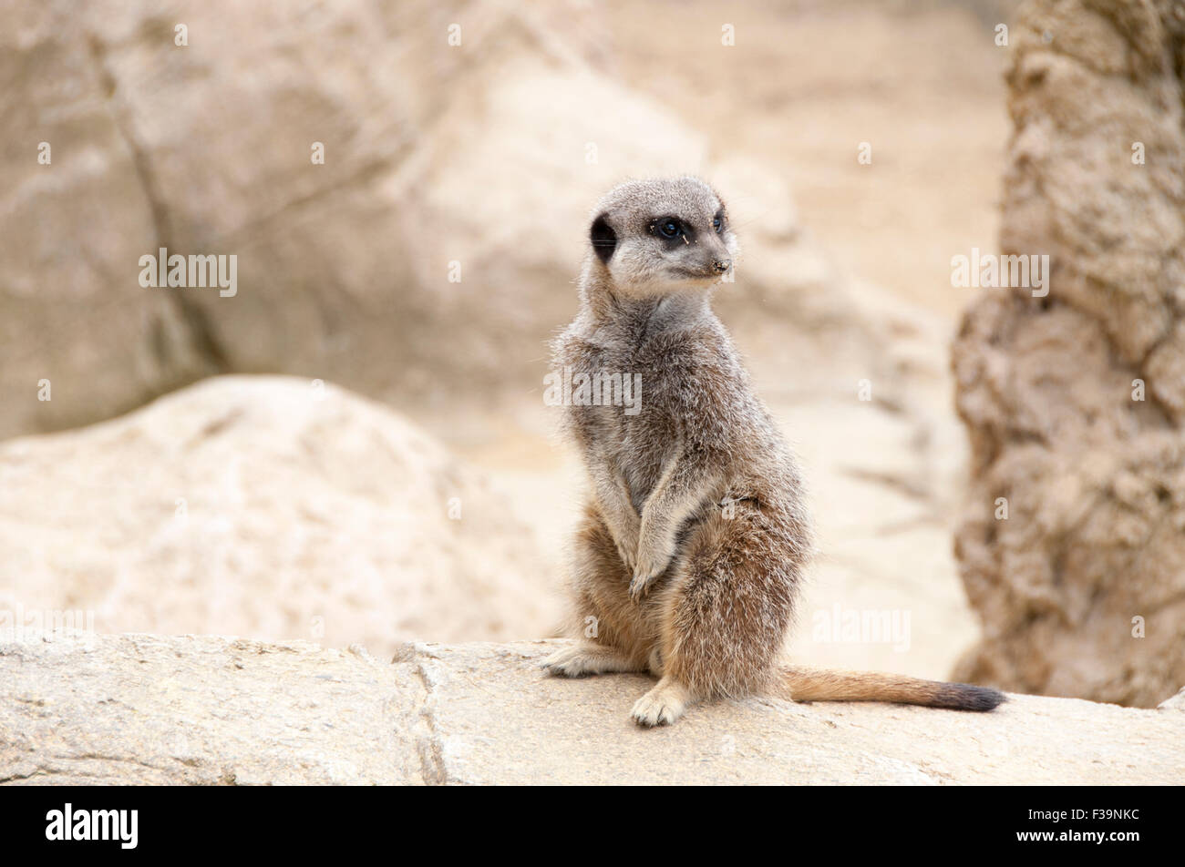 Meerkat on the lookout Stock Photo - Alamy