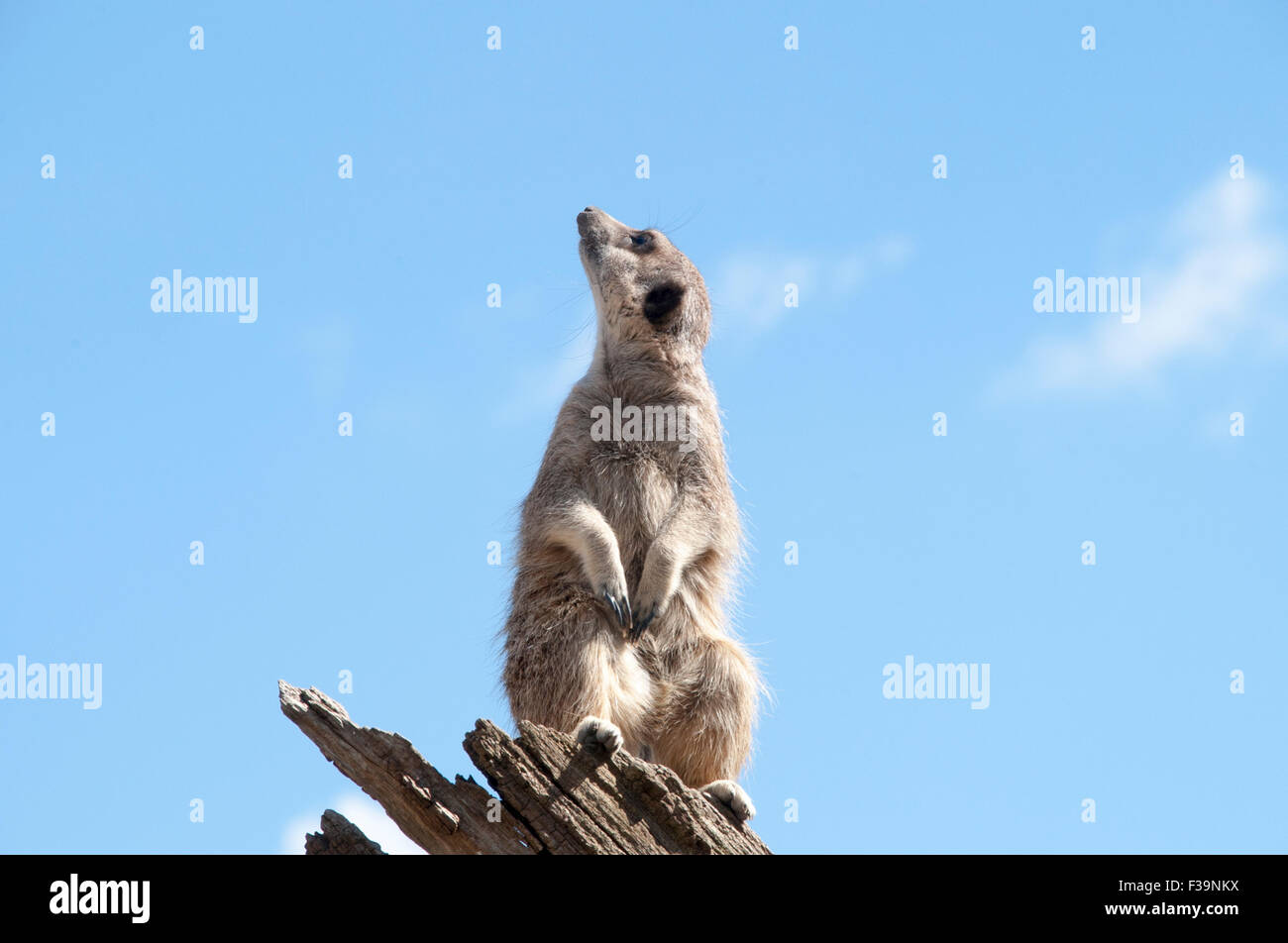 Meerkat on the lookout Stock Photo - Alamy