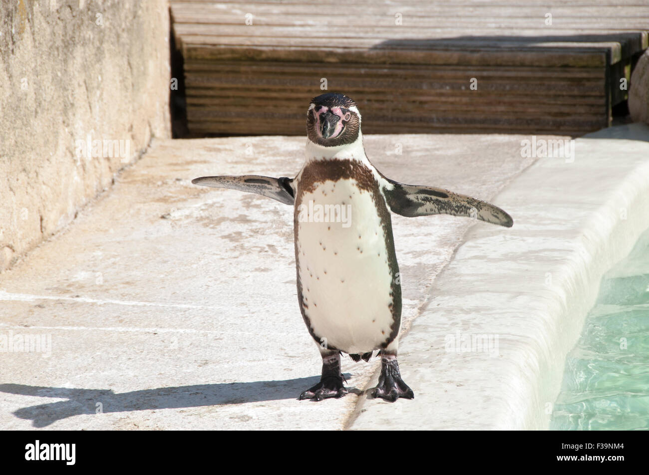 Zoo penguin pool hi-res stock photography and images - Alamy