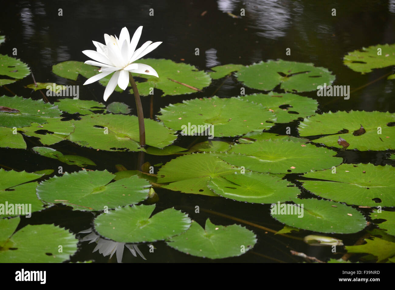Lilly pad hi-res stock photography and images - Alamy