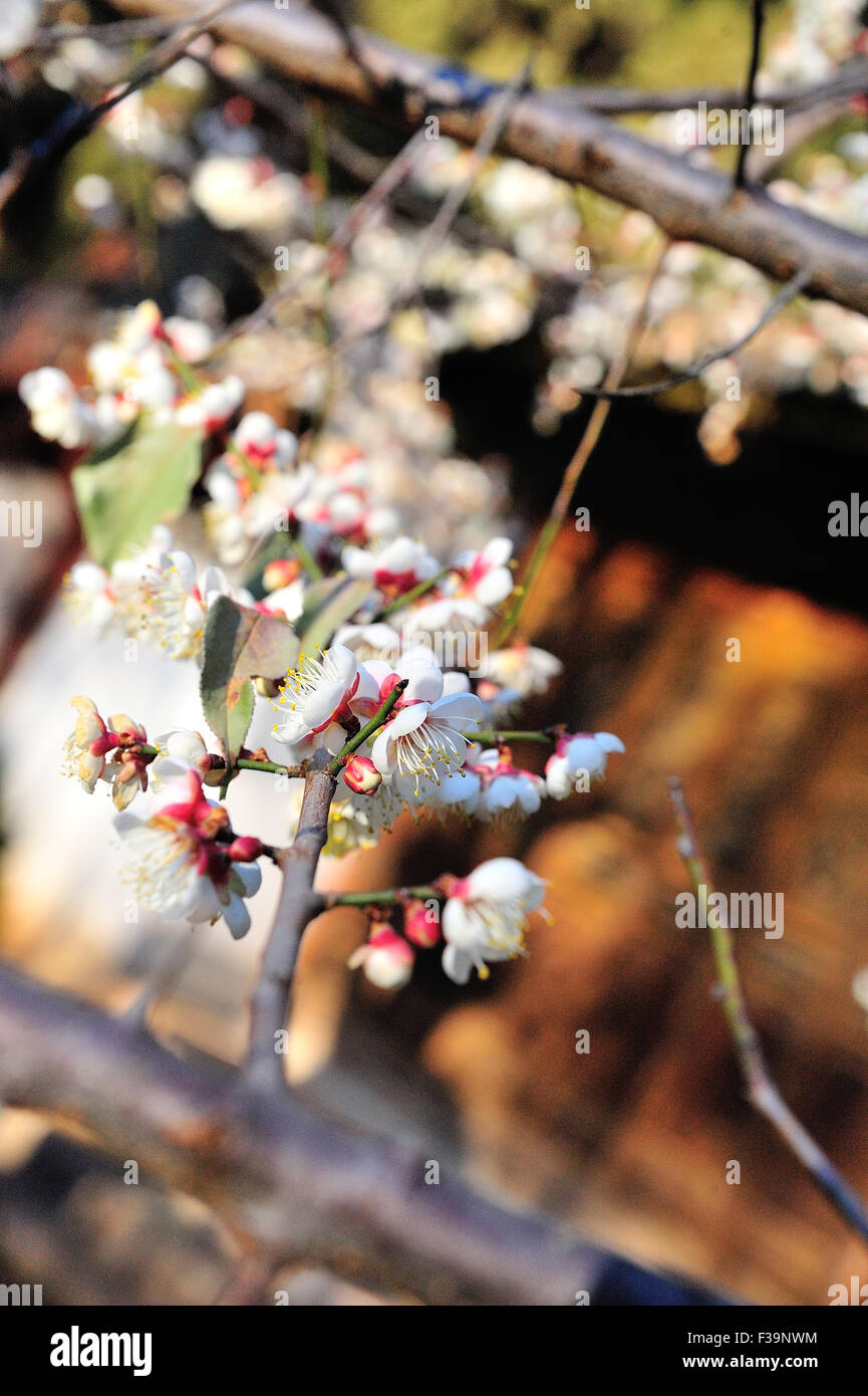 Spring season china flower hi-res stock photography and images - Alamy