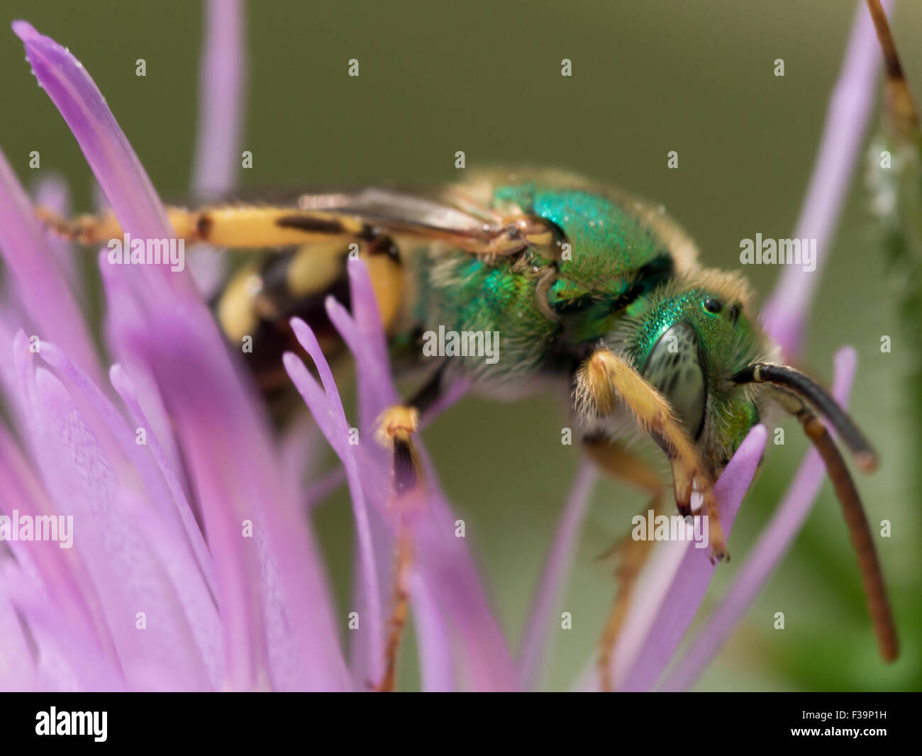 Metallic Green Sweat Bee on Purple Flower Stock Photo - Alamy