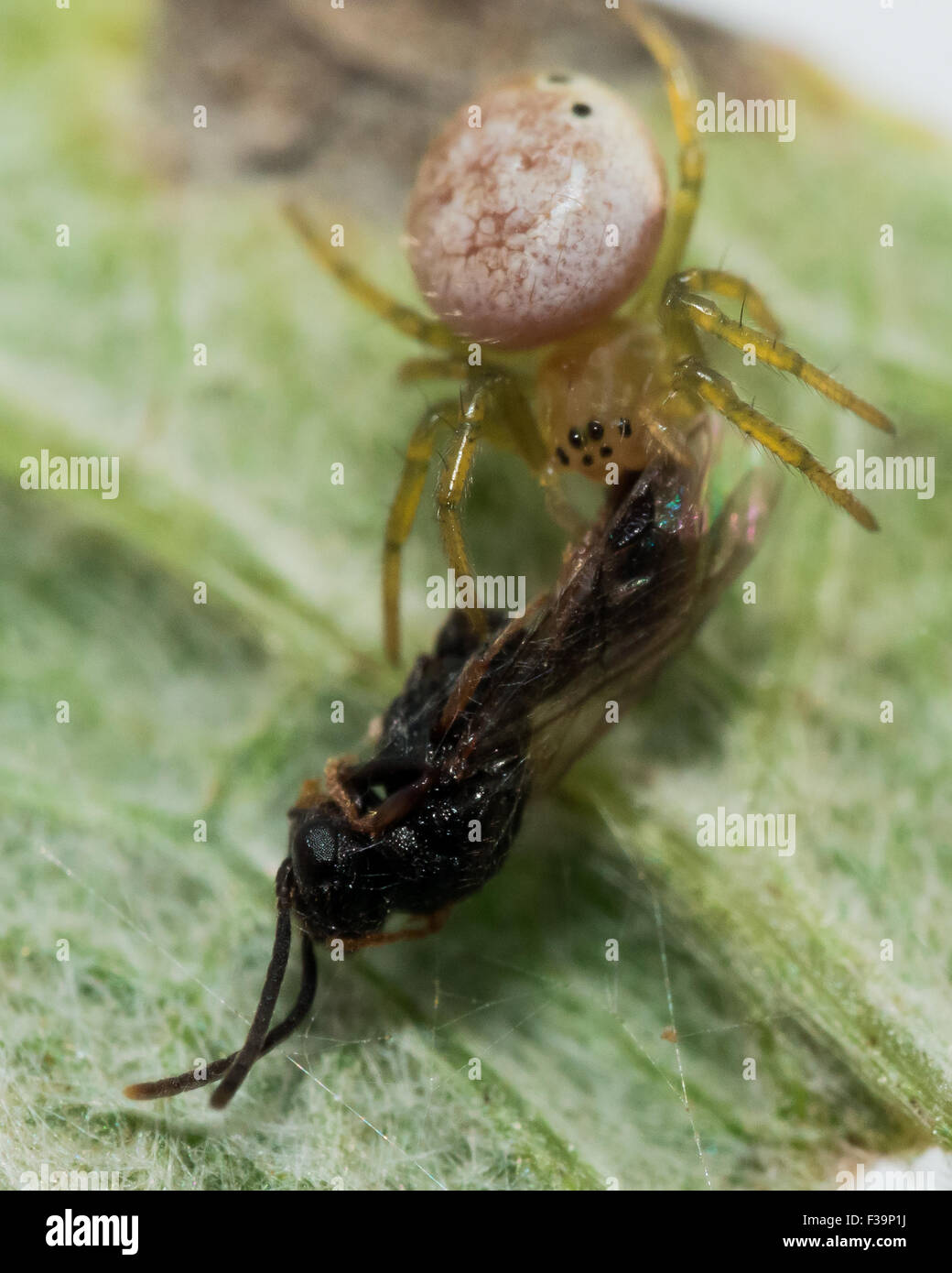 small orb weaving spider eats wasp on leaf Stock Photo - Alamy