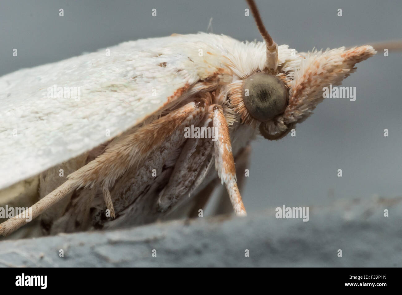 White moth with green eyes on gray surface profile view Stock Photo - Alamy