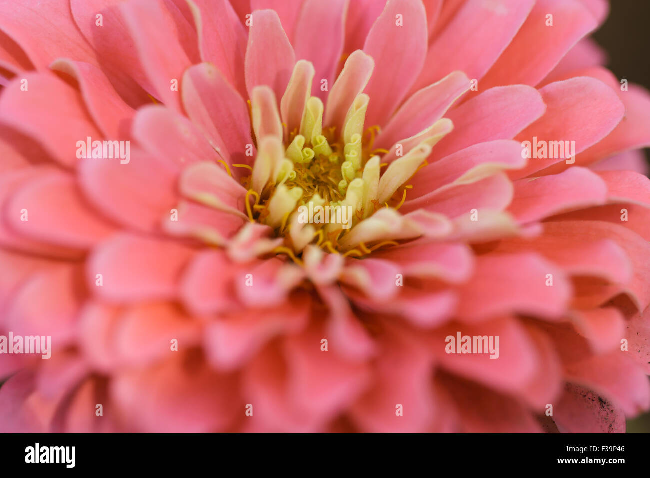 Red impatiens flower Stock Photo - Alamy