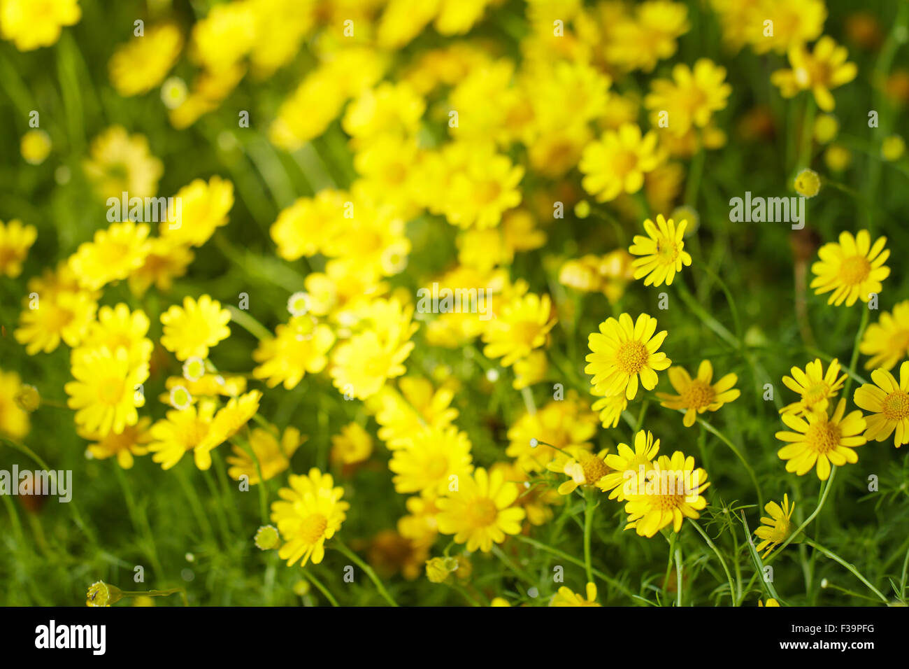 Yellow Cosmos flower Stock Photo - Alamy