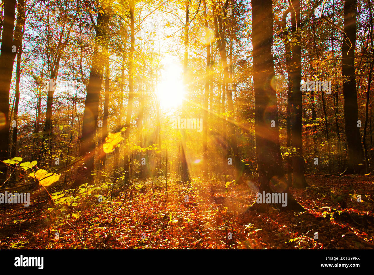Sun in autumn forest Stock Photo - Alamy