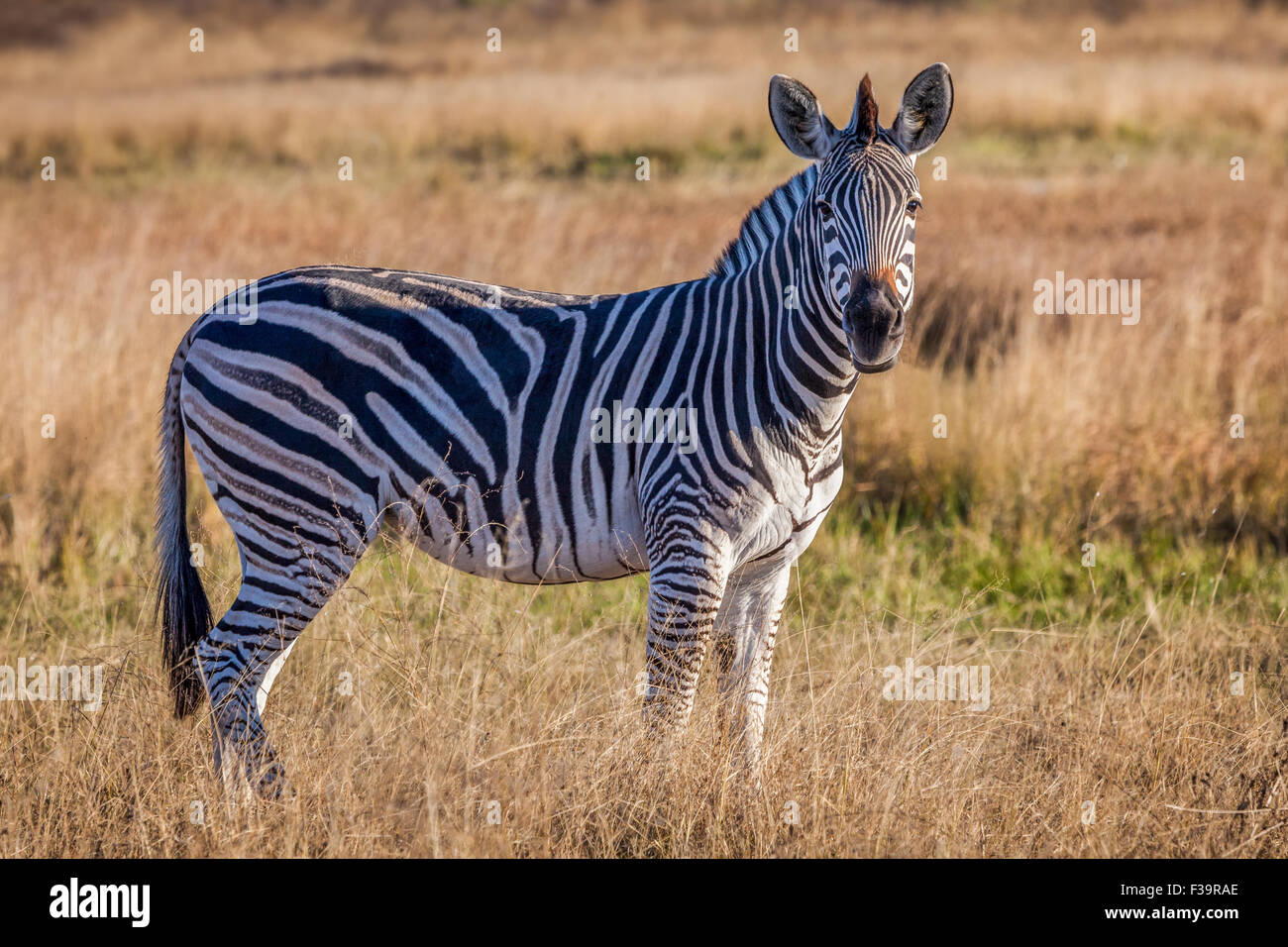 Plains Zebra Habitat